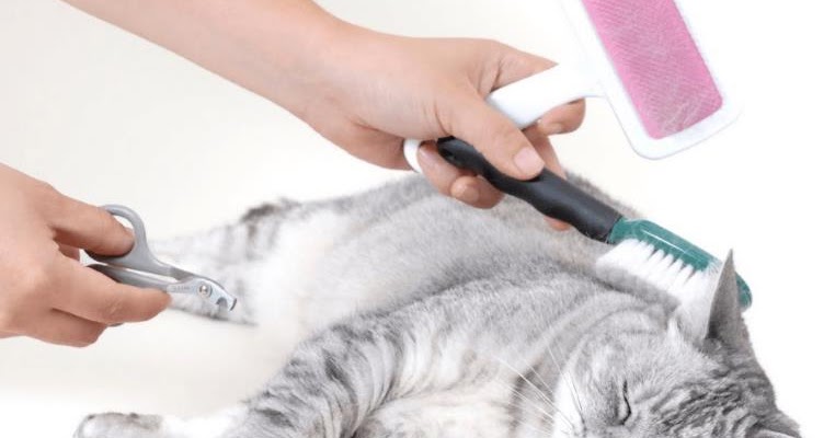 Pengenalan tentang Grooming