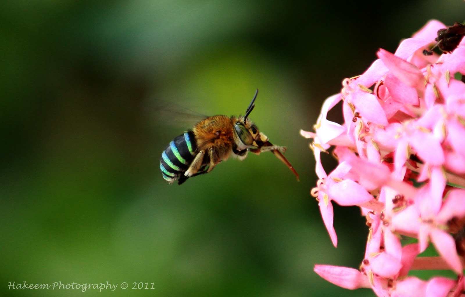 Hakeem Photography: Blue banded bee ( Amegilla cingulata )