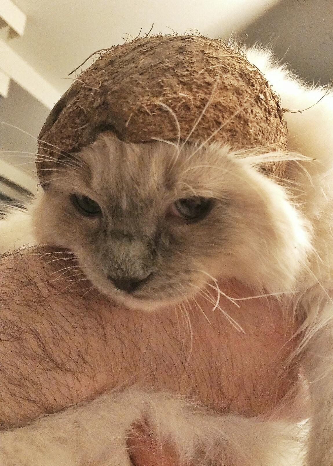 Michipedia: Tipos de michis