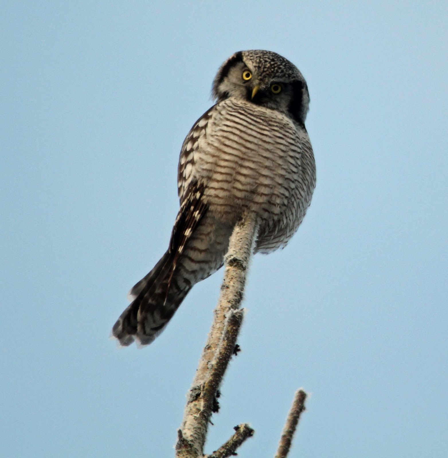 OSLO BIRDER: Treatment required