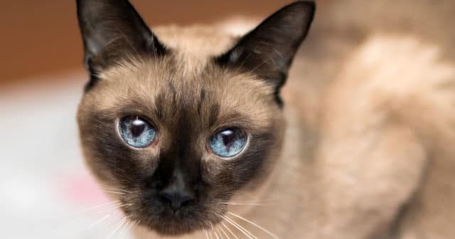 ANIMALS TIME : The 10 Best Siamese cat Pics