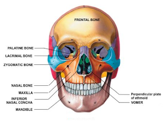 Facial Bone Xray Positioning - RadTechOnDuty