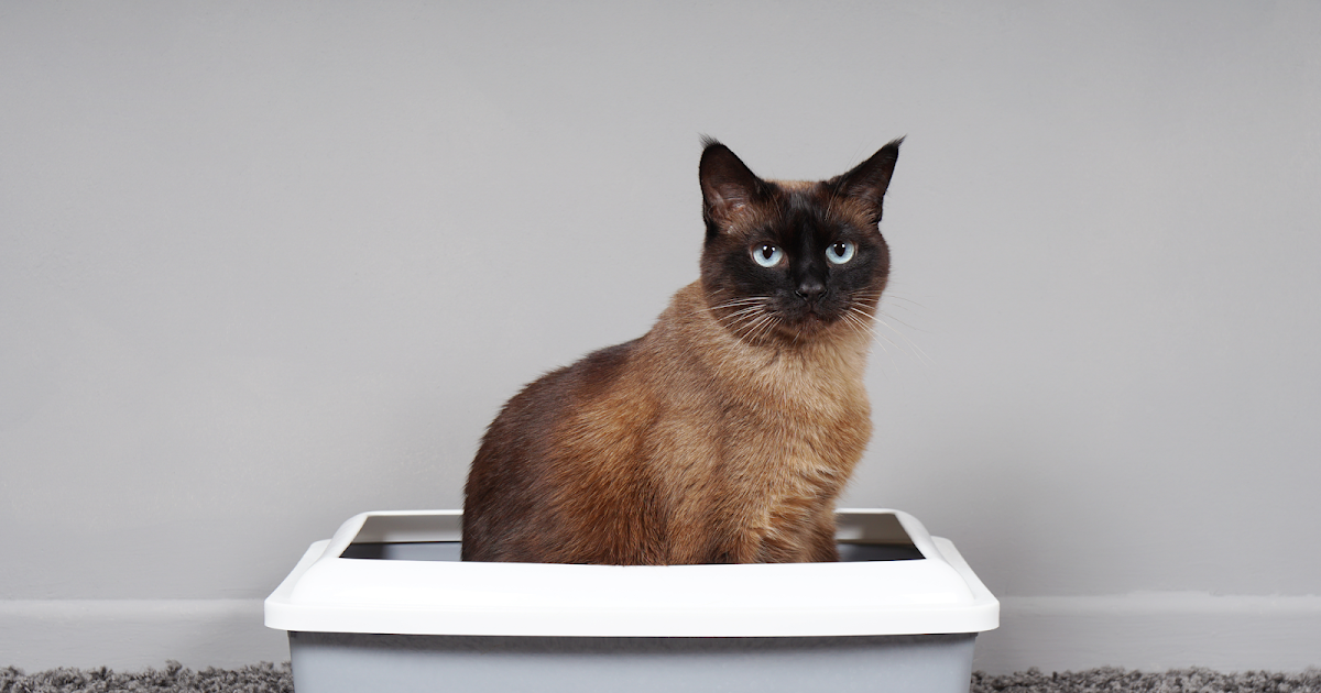 Mengenal Feline Urinary Tract Disease (FLUTD)!