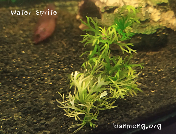 KIANMENG ORG Planting Water Sprite Ceratopteris Thalictroides kianmeng-org-planting-water-sprite-ceratopteris-thalictroides
