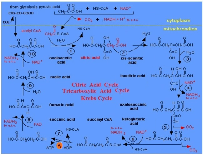 Learn wine with WINE CHEMISTRY: Part 2 - TCA Cycle