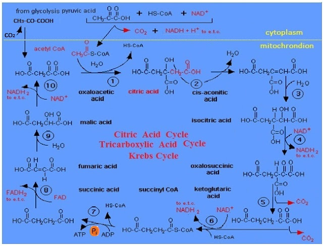 Learn wine with WINE CHEMISTRY: Part 2 - TCA Cycle