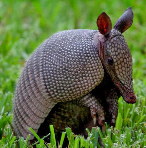 "Vive México" VERACRUZ : FAUNA POR REGION