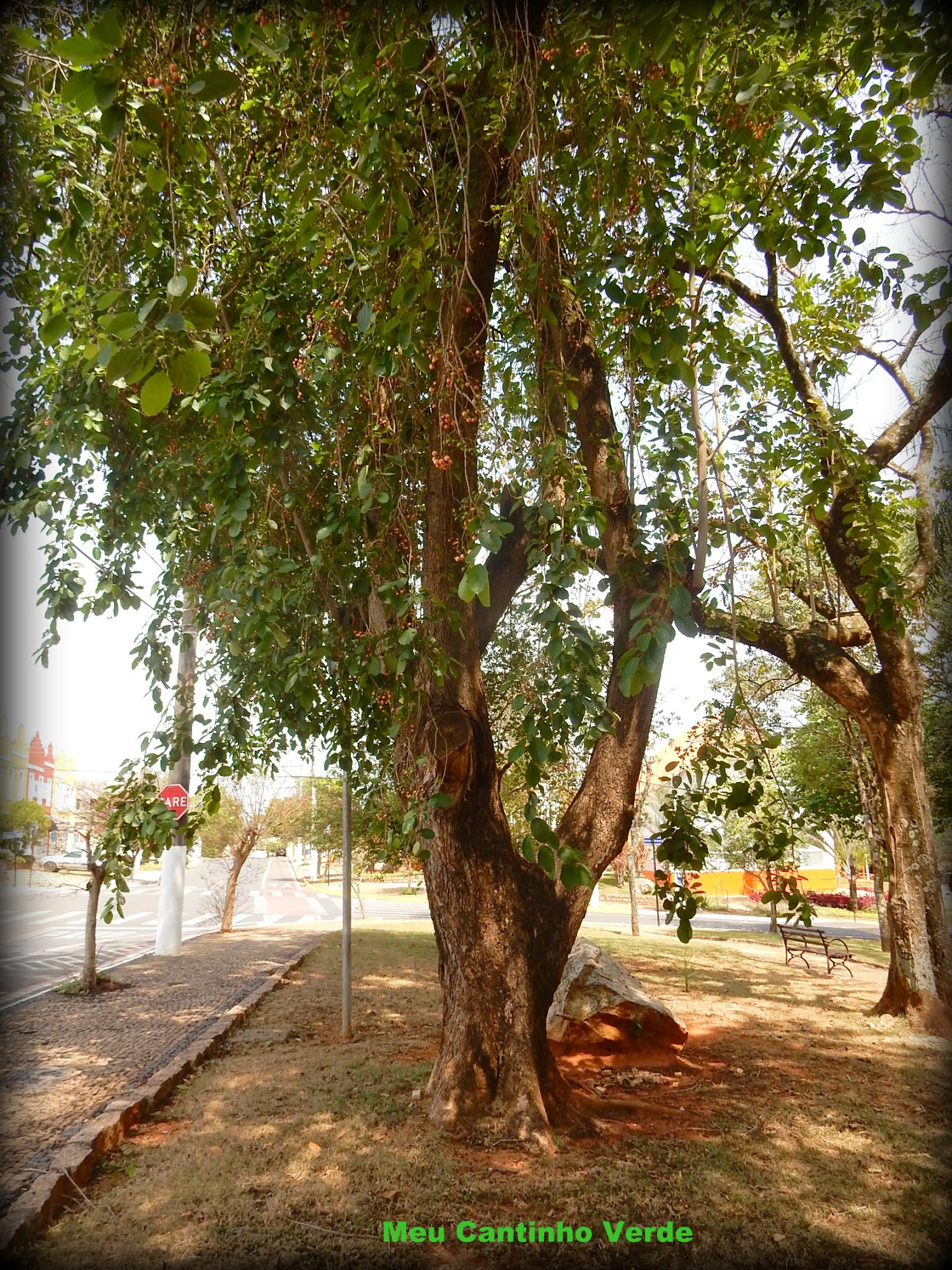 Meu Cantinho Verde: CÓRDIA-AFRICANA, LASURA - ( Cordia myxal )