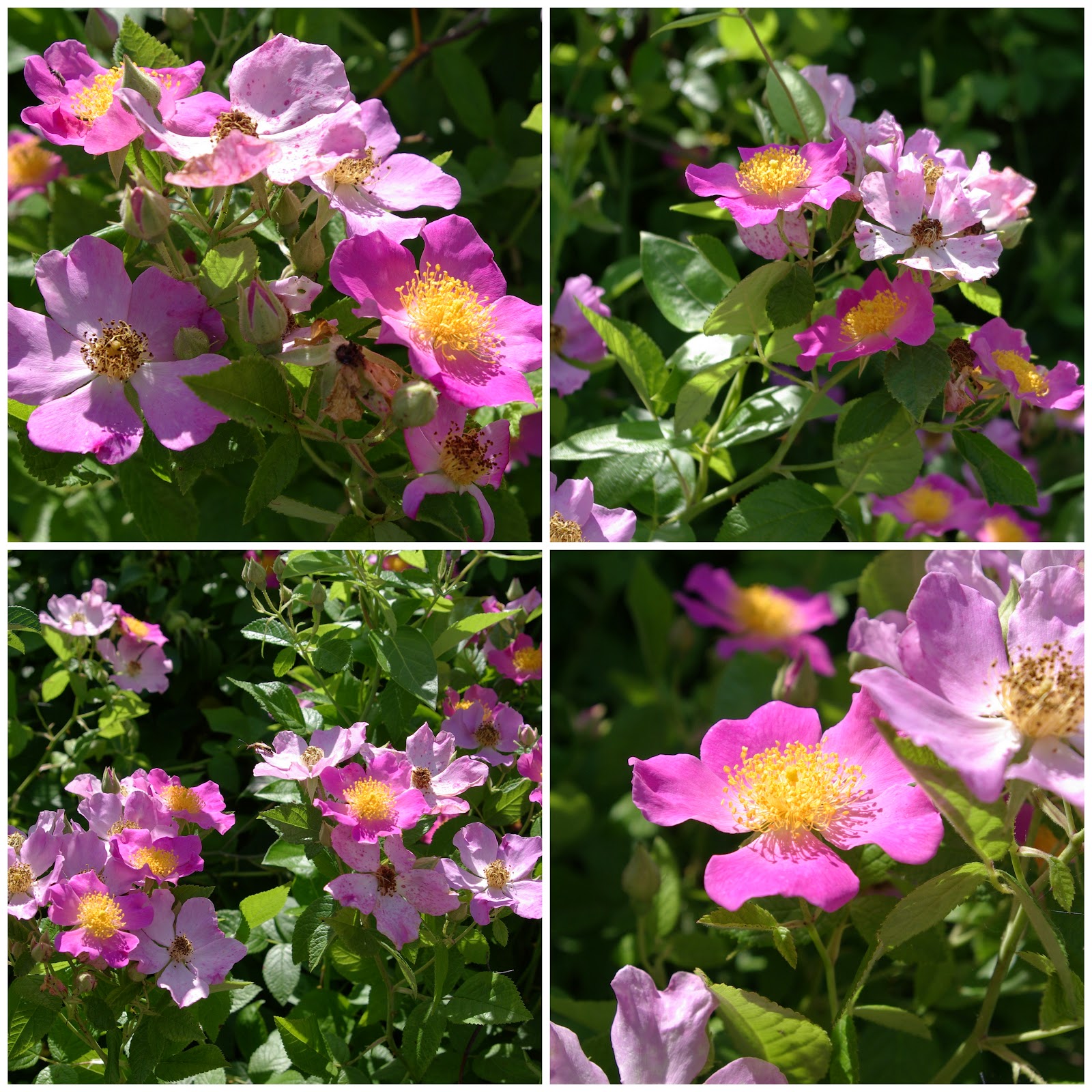 sweetbay: Prairie rose