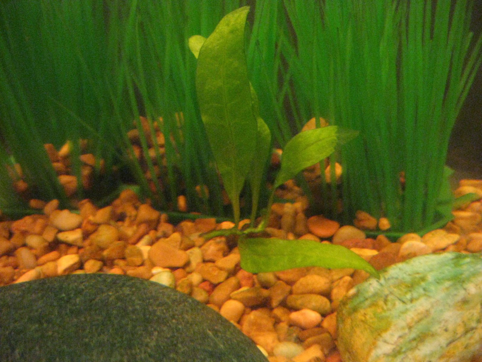 SEAN'S FISH KEEPING BLOG: Java Fern Care