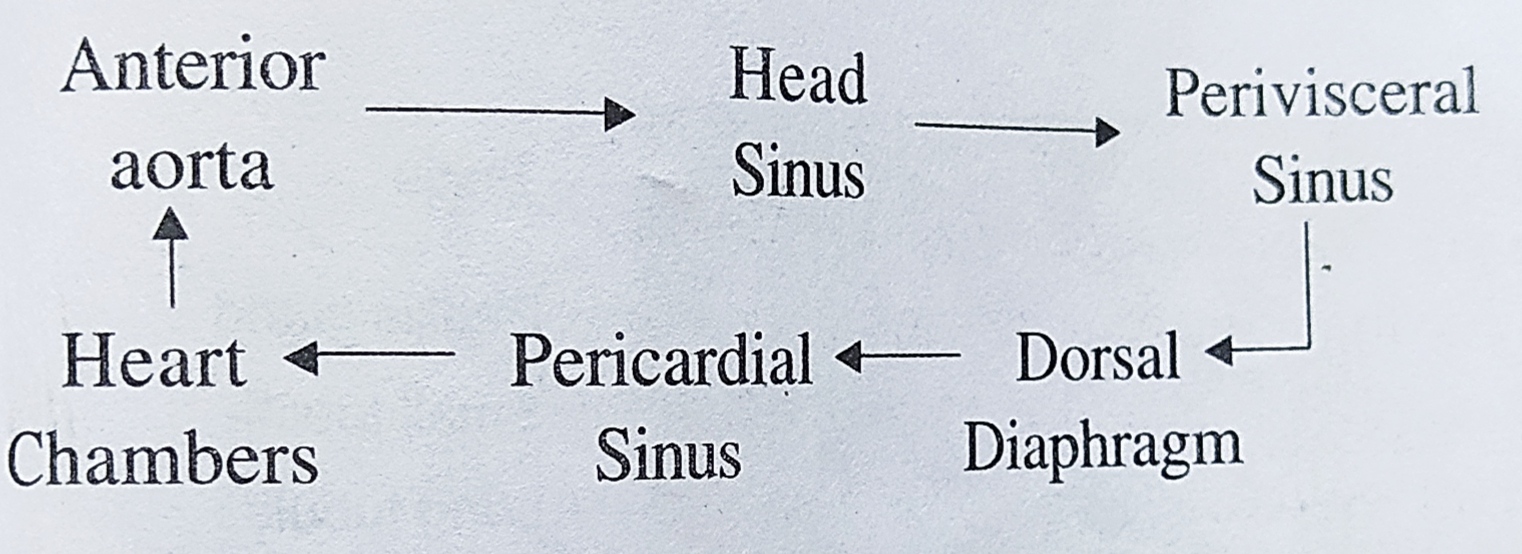 Circulatory System Of Cockroach