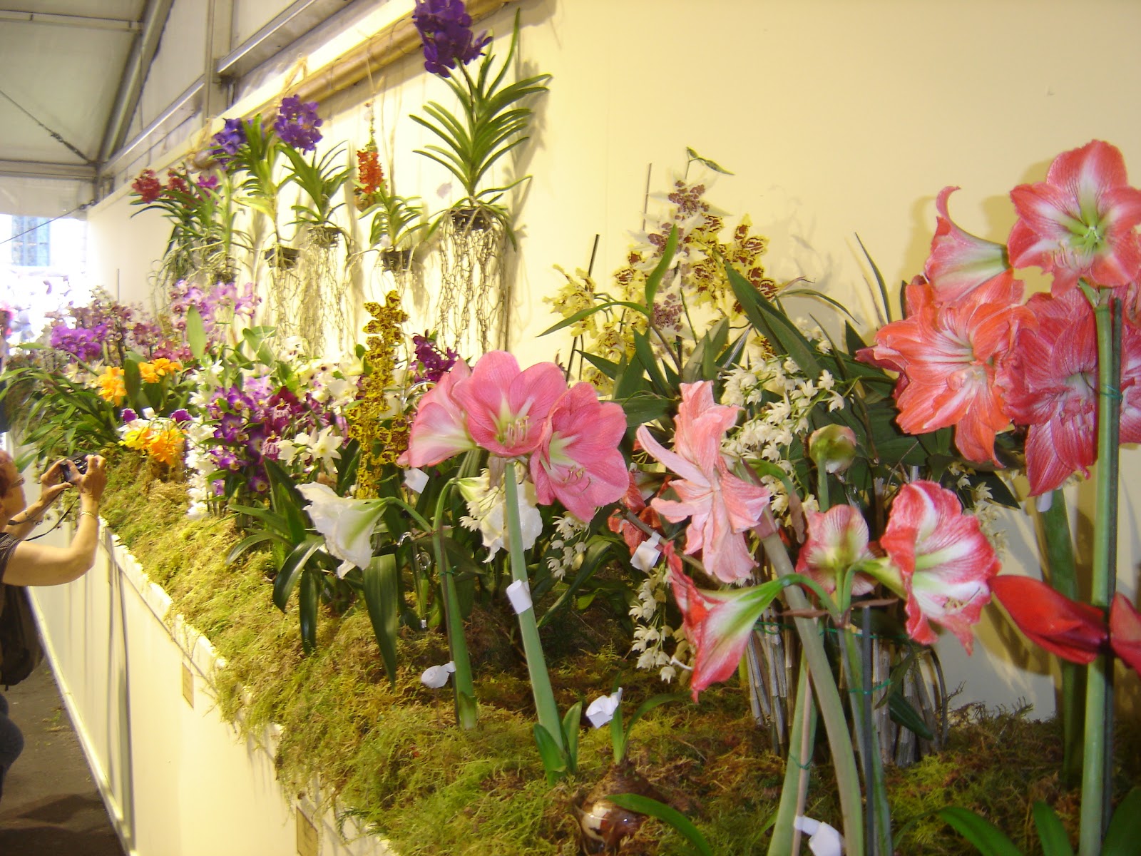 Fotos De Flores Da Madeira