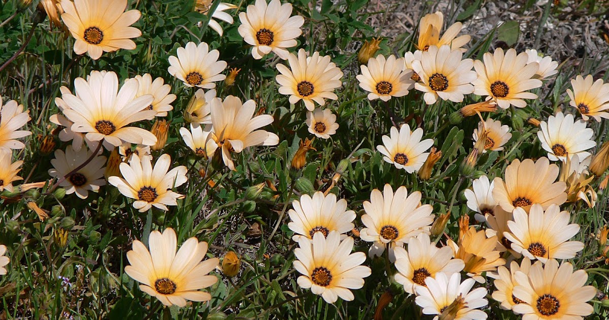 Variety of Life: Cichorioideae