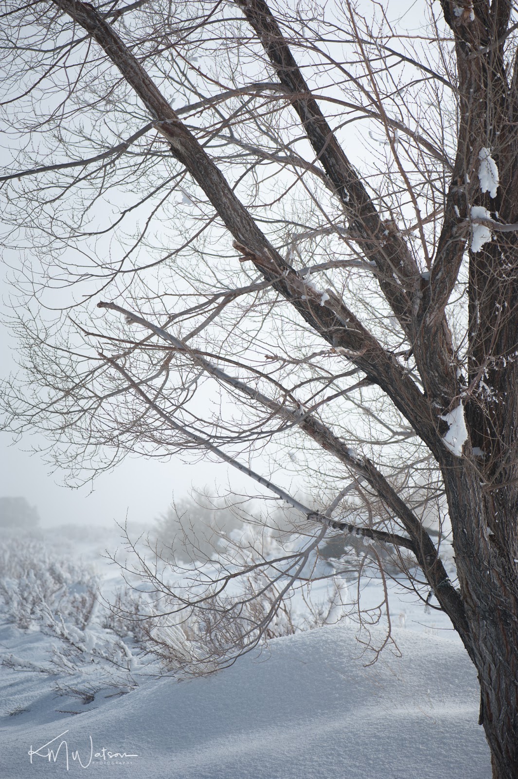 A Photographic Journey...: Just What is Hoar Frost???