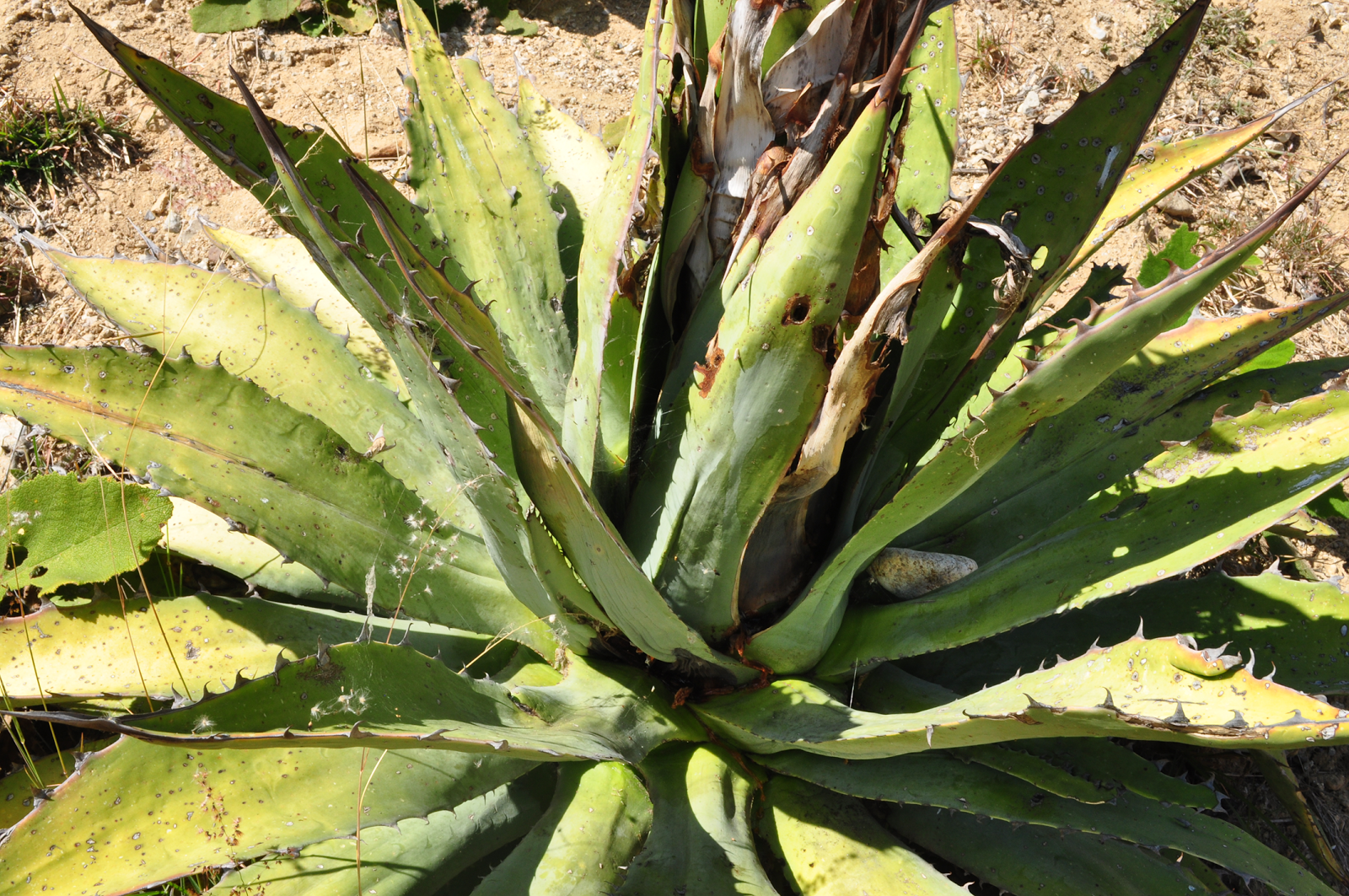 Grupo Agave del Sur: PROCESO DE MEZCAL