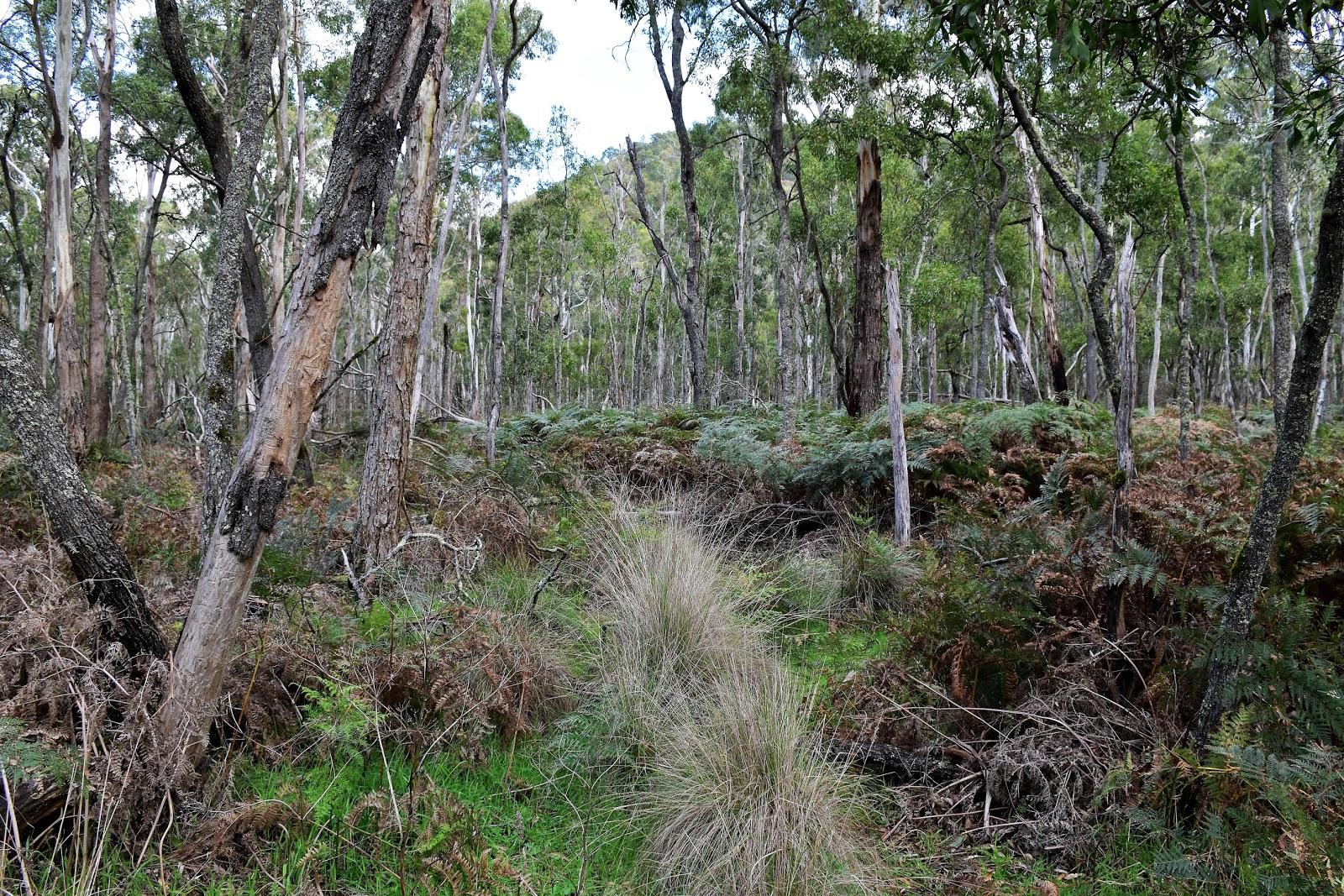 Goin' Feral One Day At A Time: Mt Napier Circuit, Mt Napier State Park ...