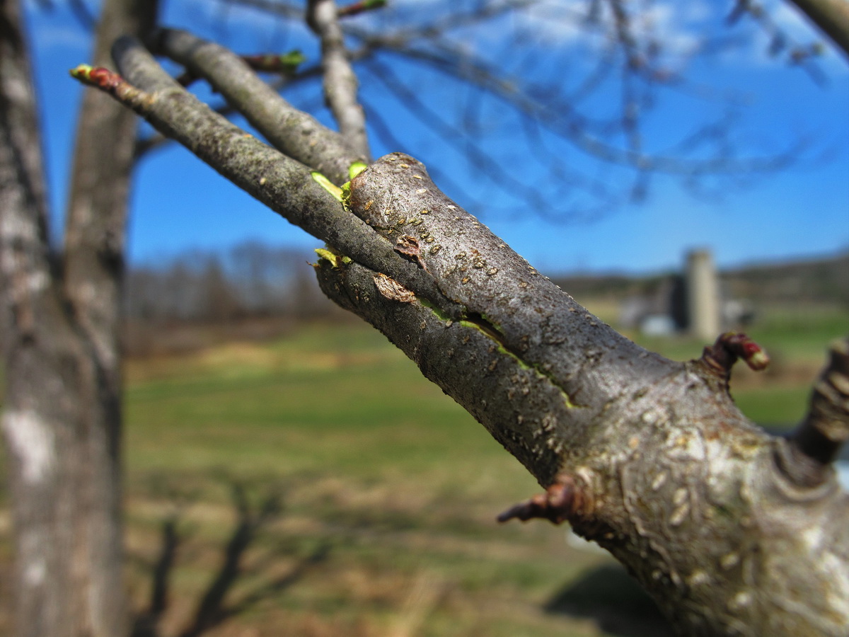 The Joyce Road Neighborhood: Fruit Tree Grafting