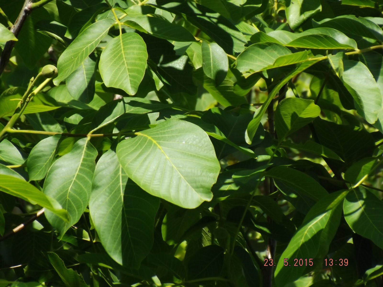 IUBESC NATURA: NUC-FRUNZE