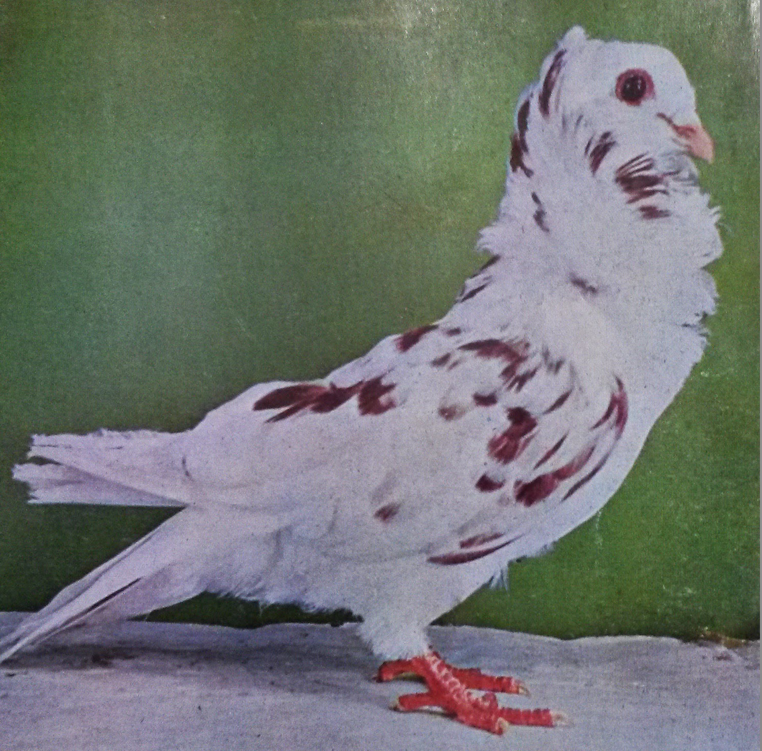 Details Information about Pappatacci or Spanish Primitive Jacobin ...