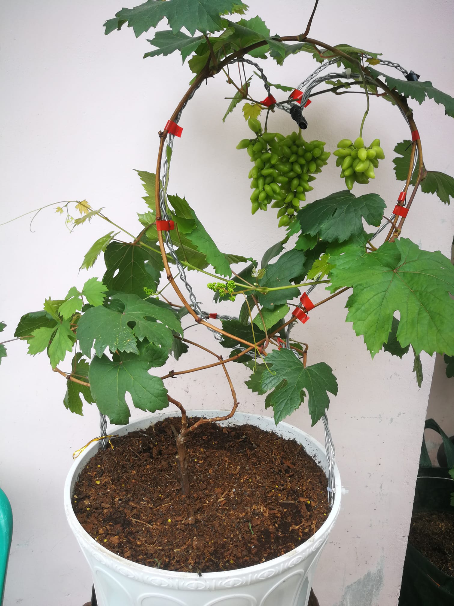 referensi tabulampot anggur di pot ukuran 40cm | Pohon Anggur Genjah