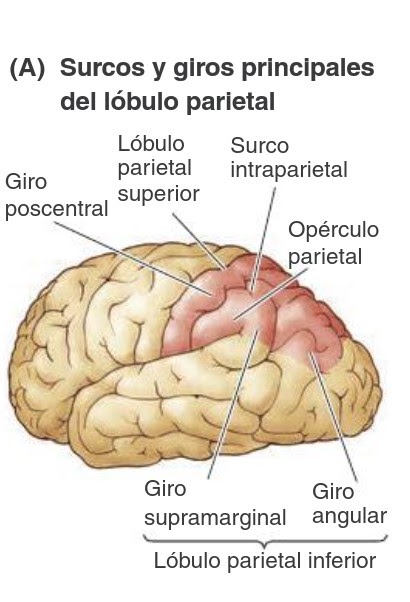 Corteza cerebral y Complejidad humana: Lóbulo Parietal