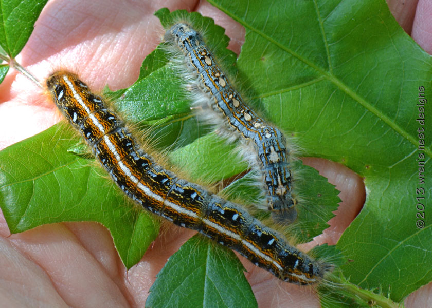 Chatter From The Wren s Nest Two Tent Caterpillars chatter-from-the-wren-s-nest-two-tent-caterpillars