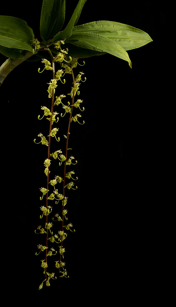 Cycnoches egertonianum orchid plant care and culture | Travaldo's blog