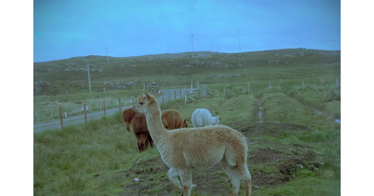 Boxes & Bellows: Long necked sheeps thingies