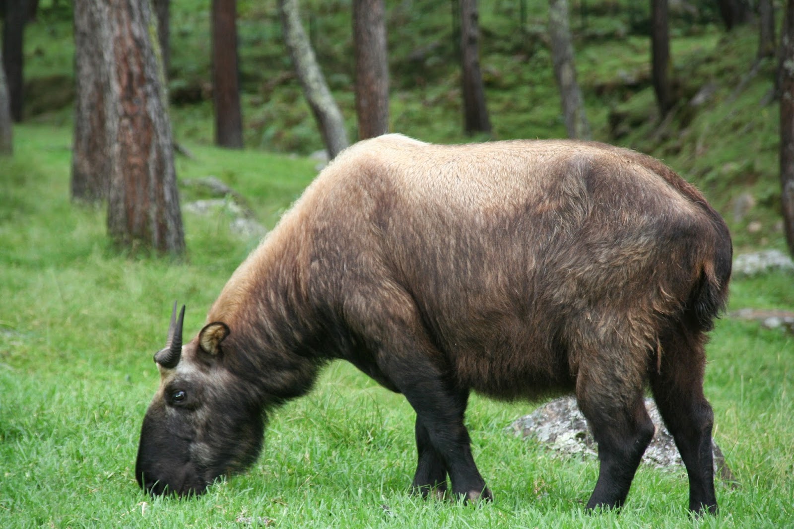 MY COUNTRY IN NUTSHELL - THOUGHTFOLIO