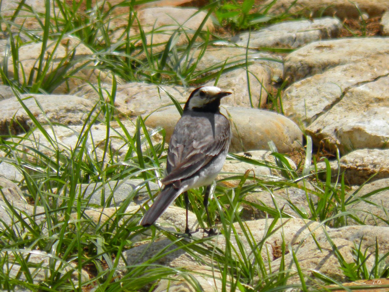 PASARI DIN ROMANIA: CODOBATURA ALBA, Motacilla alba