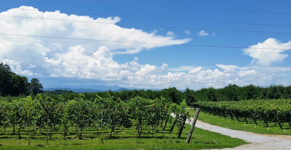 Marked Tree Vineyard