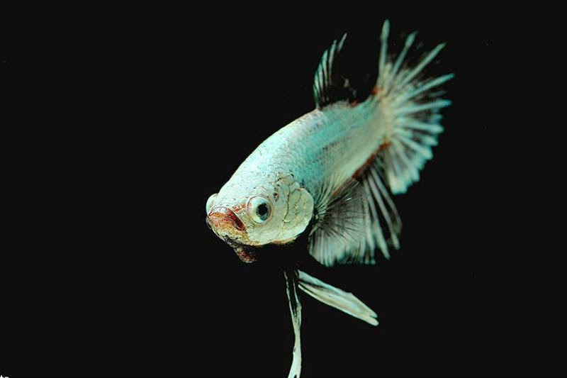 Joy in Thailand: Betta splendens o pesce combattente siamese