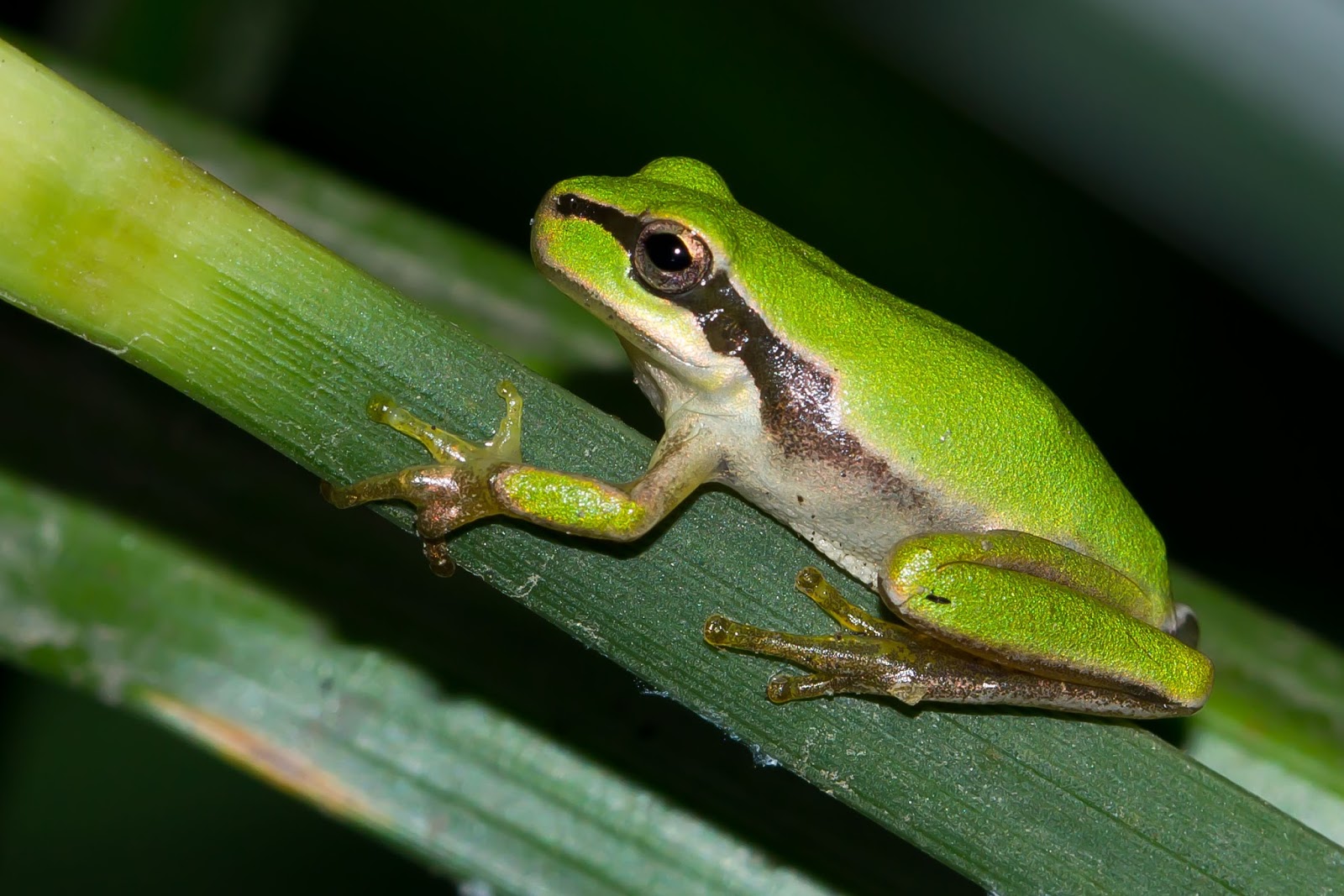 ELANIO AZUL: Ranita meridional (Hyla meridionalis)