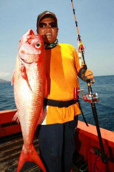 Rubby Snapper Tenaganya Luar Biasa - Berita Mancing