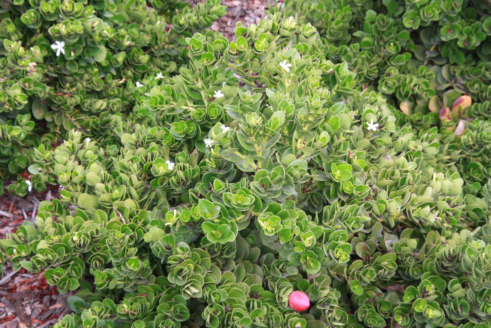 El muro vegetal: LA CARISA O CEREZO NATAL (CARISSA GRANDIFLORA)