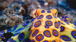Top 10: Top 10 Most Poisonous Animals in the World