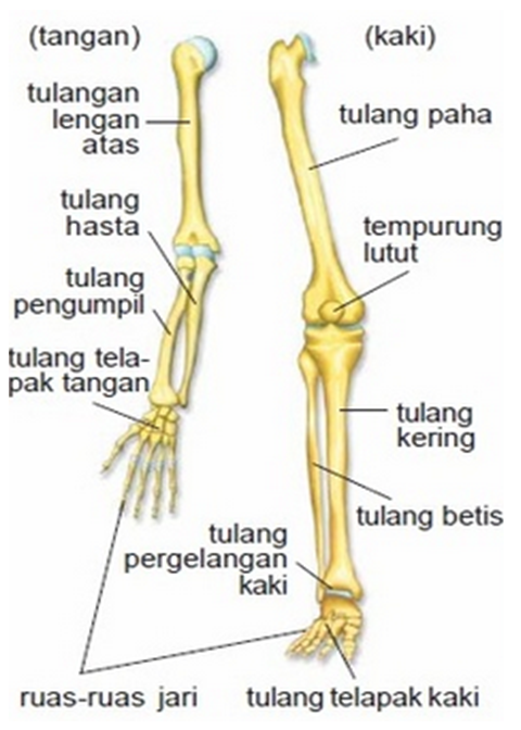 Learn Endlessly: Rangka Manusia dan Fungsinya