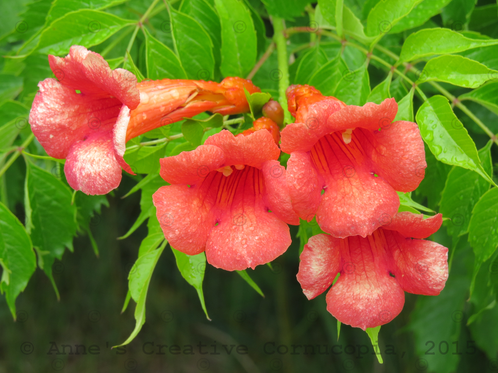 Anne's Creative Cornucopia: Red Trumpet Flowers - Photograph