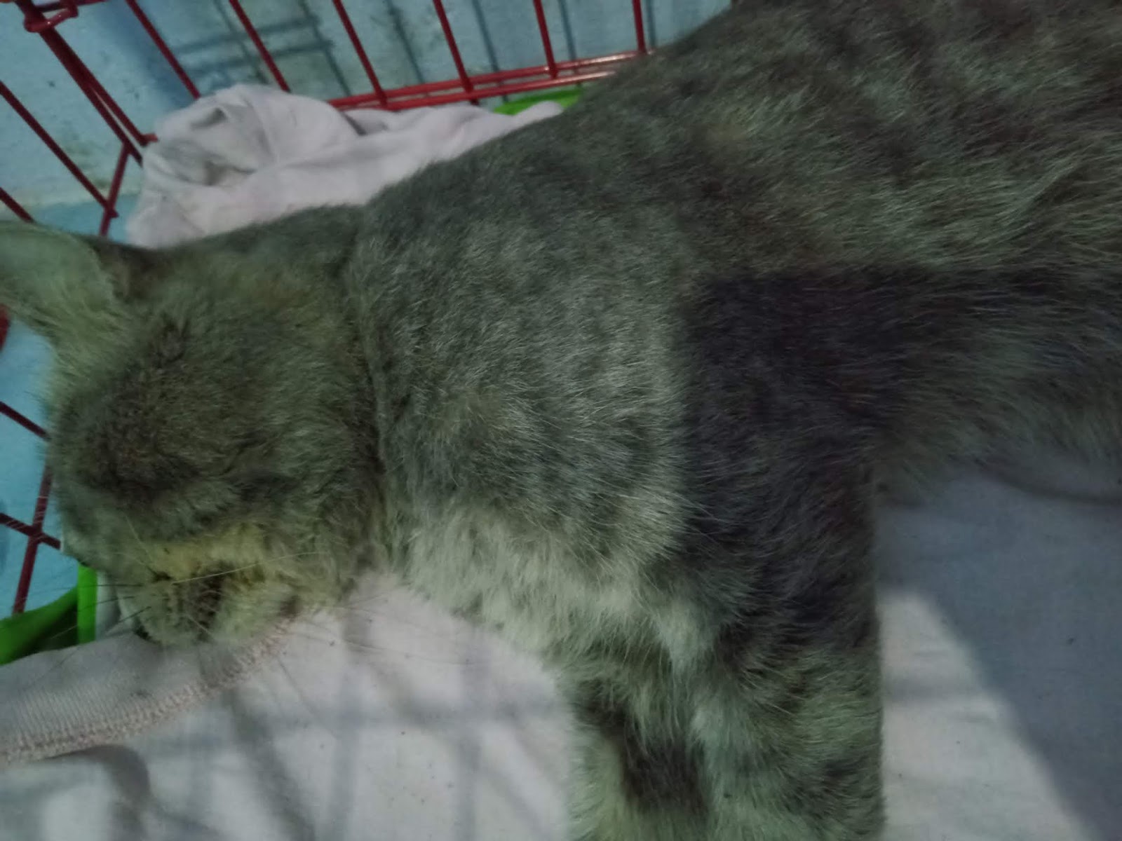 FUS Pada Kucing dan Kematian Pomilo - silviananoerita