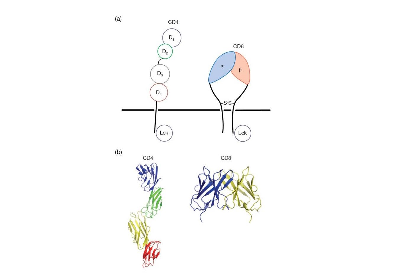 The T‐Cell Surface Receptor For Antigen (TCR) - pediagenosis