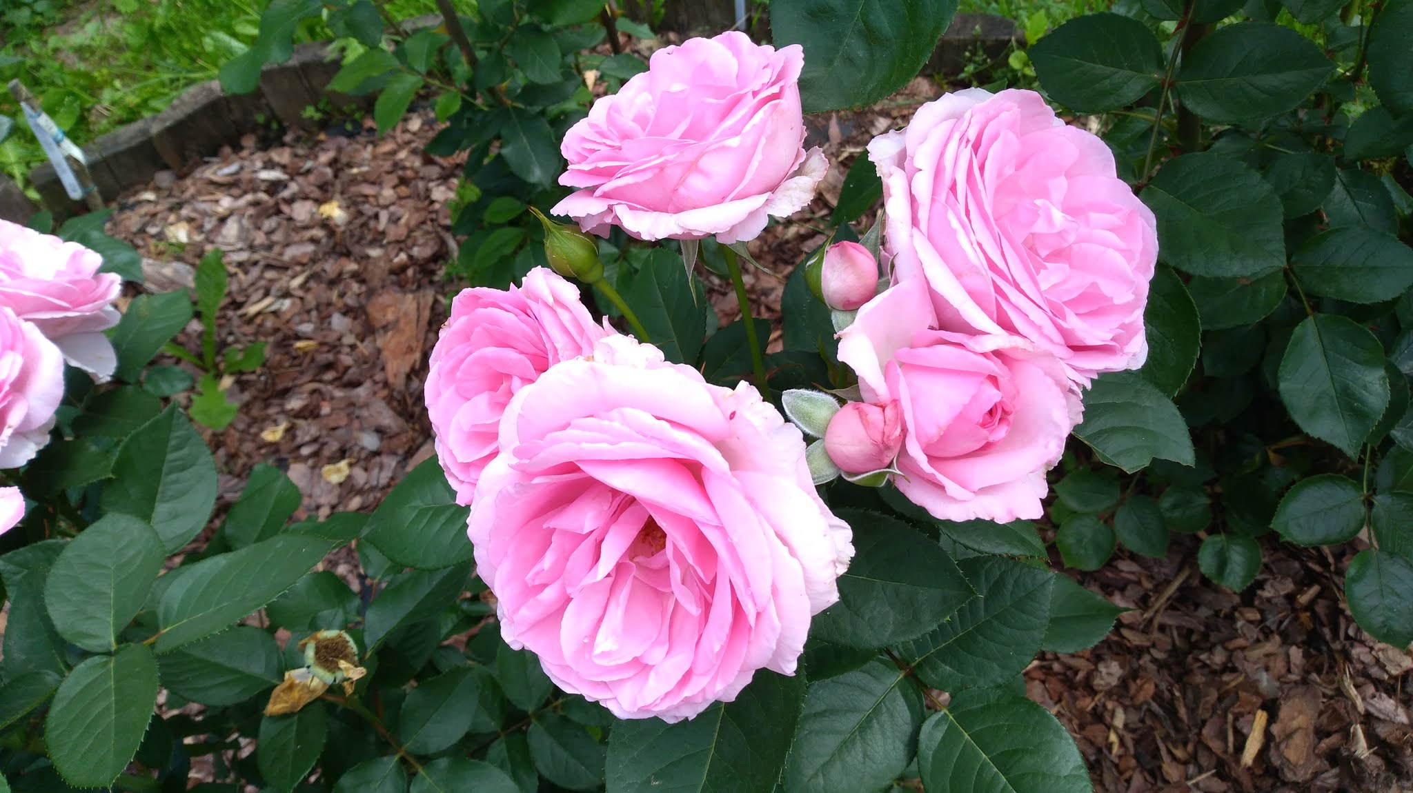 Ranczo Elma: Róża (Rosa) Ghita Renaissance