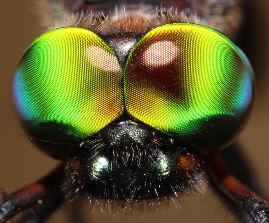 Ohio Birds and Biodiversity: Mega-cool bugs