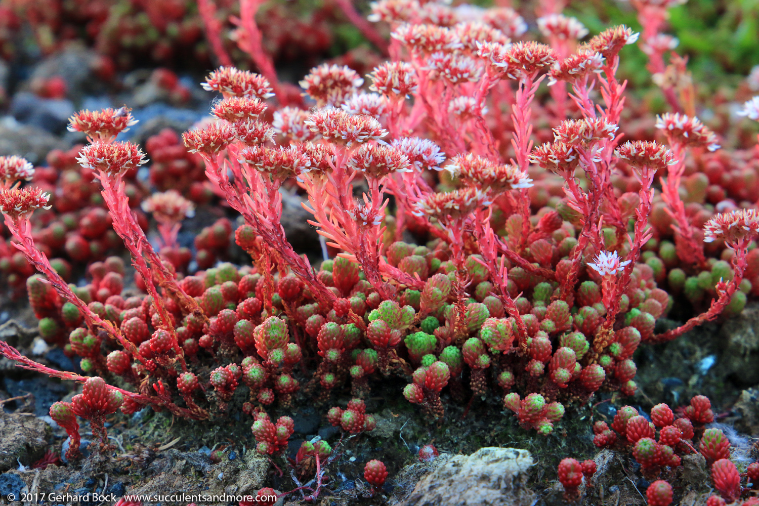 Cold-hardy sedums