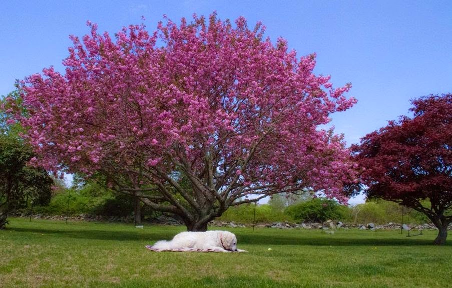 Kuvasz Klips: Kasha under a blooming tree