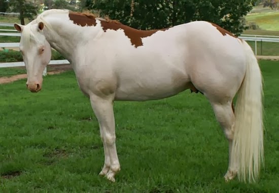 Um pouco sobre pelagens: Overo Splash