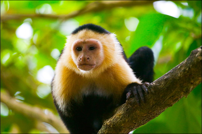 White Faced Capuchin | Animal Wildlife