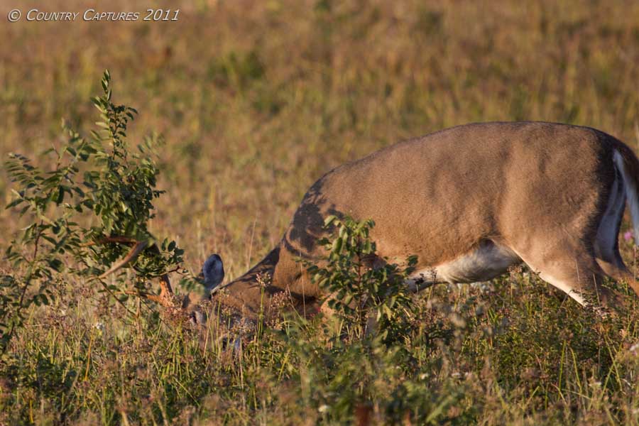 Country Captures: Getting Ready to Rumble