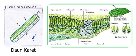 Komunitas Pelajar berbagi ilmu: HASIL PENGAMATAN SISWA TENTANG JARINGAN ...