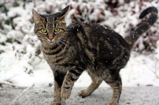 Pets My Friends: How To Protect Your Cats And Dogs In Winter