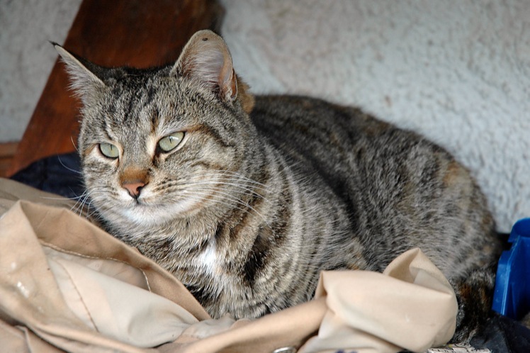 linventafavole: IL GATTO INNAMORATO